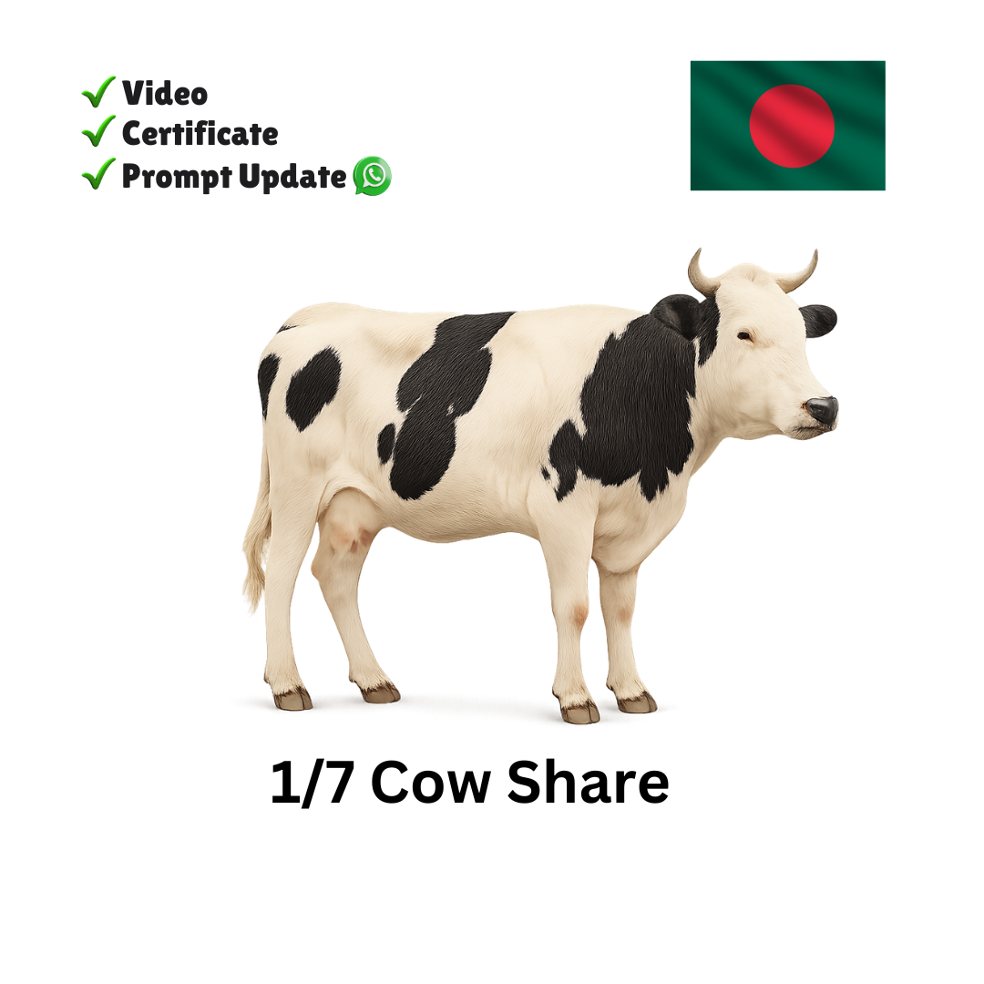 Eid Qurban Cow Share - Bangladesh – Singapore Qurban